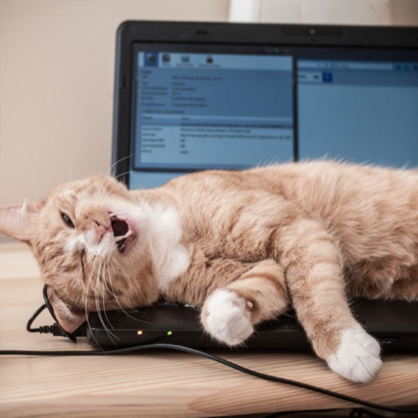 WIP - Funcom Oslo - Funcom