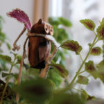 Funcom Oslo - Funcom